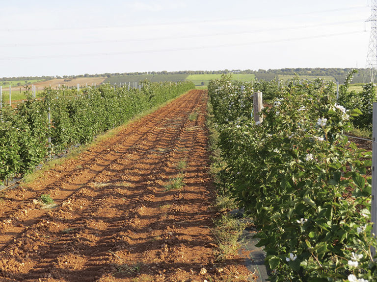 Diversificación de la economía rural – AGENDA EMPRESA